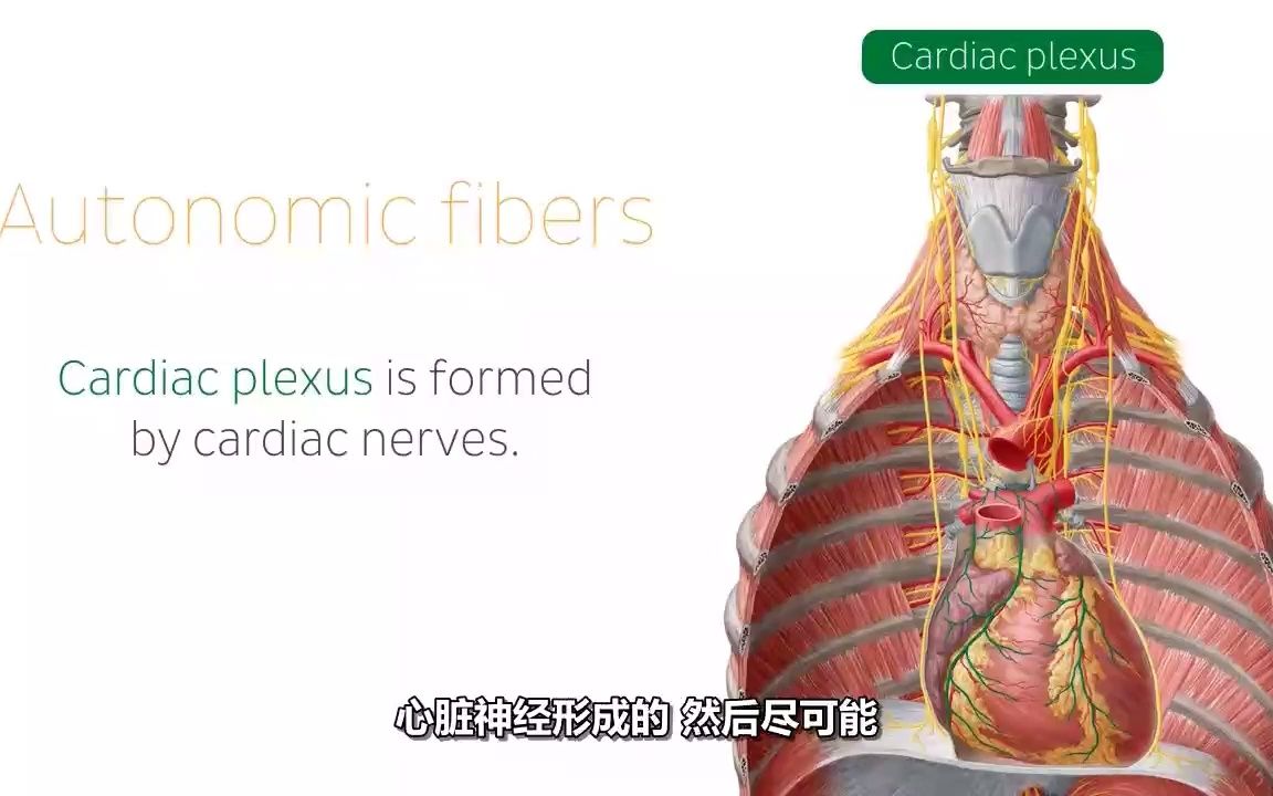 心脏的神经支配 - 人体解剖学