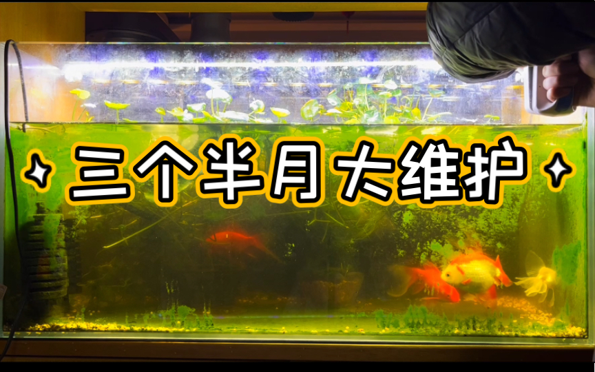 【鱼缸维护】三个半月未维护,清理全过程记录～