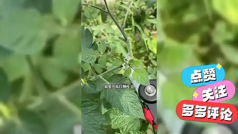 番茄的整个生长周期,都要打侧枝,不用心疼,见到了就打