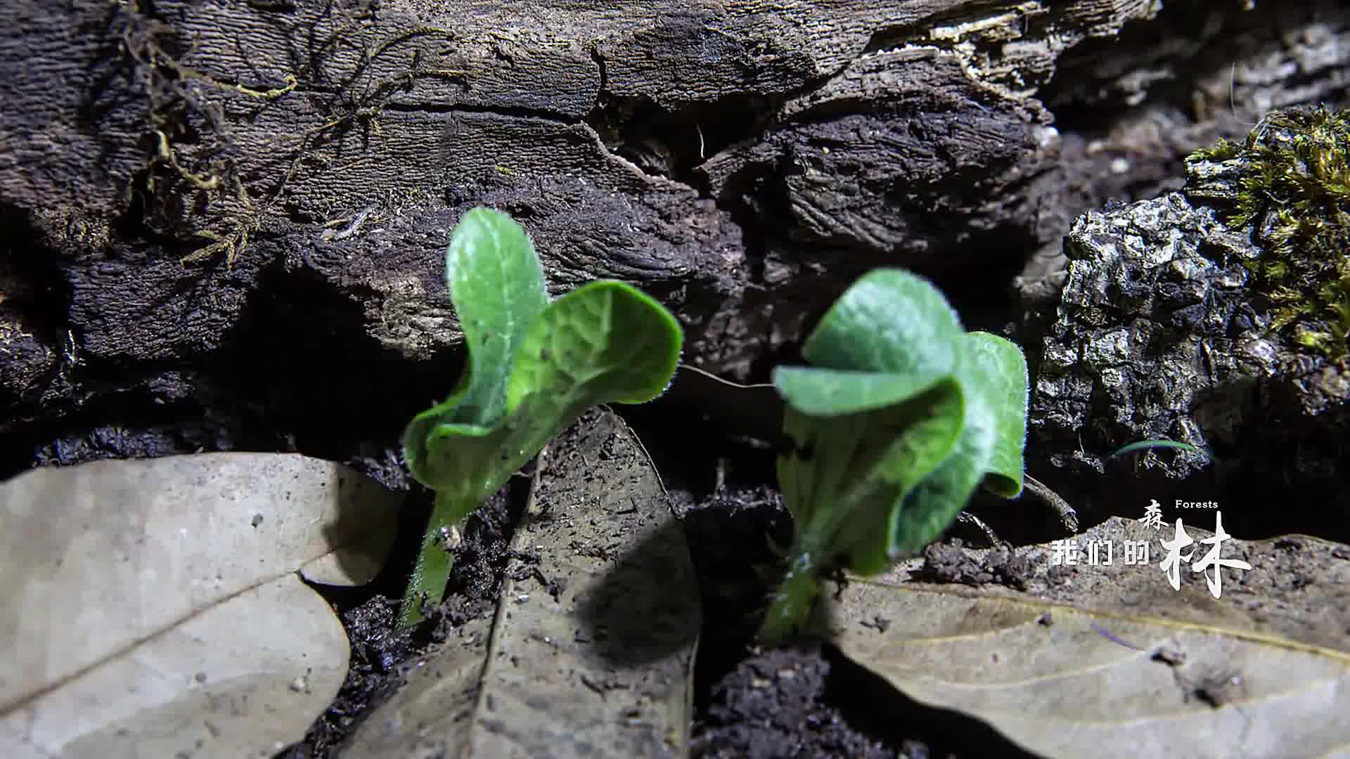 云南生物多样性保护宣传片《我们的森林》
