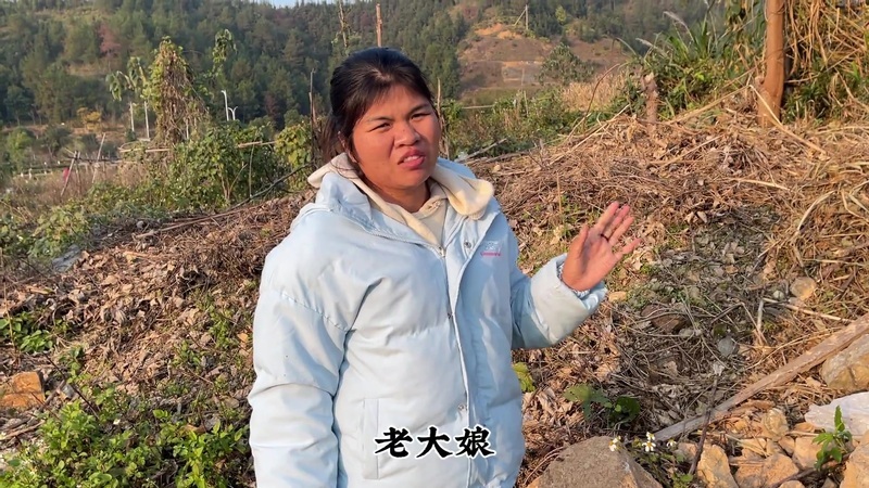 农村的楤木也叫蛇不过,老人们说它用途很广泛,很多人还不认识