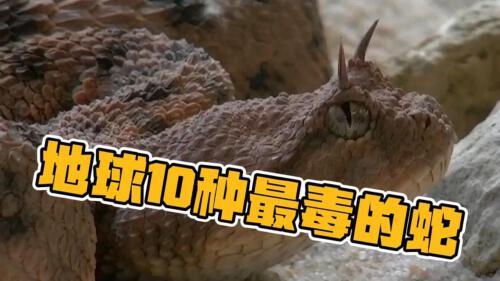 地球10种最毒的蛇
