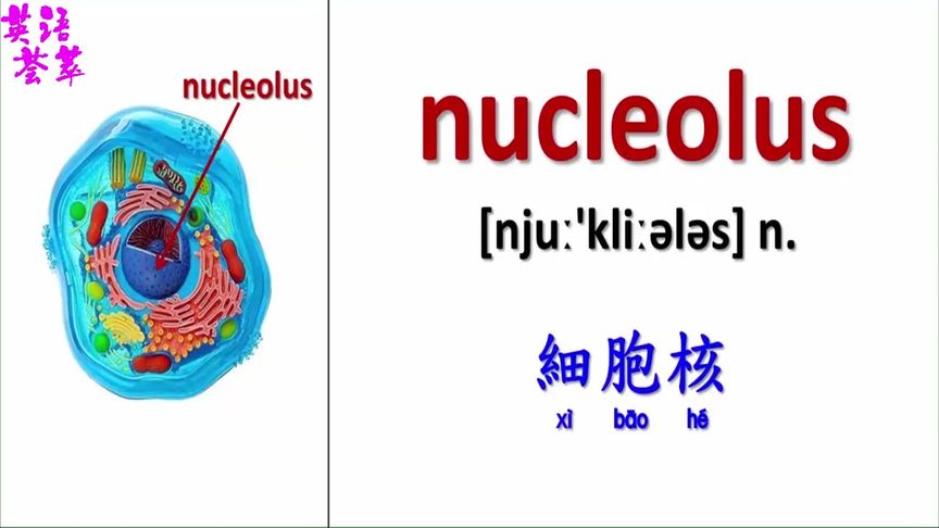 「中英双字」看图学英文 关于「细胞」的英文单词全在这里了