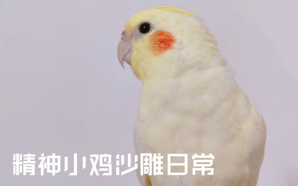 精神小鸡为何如此暴躁?难道是主人调教的不到位?〣( ºΔº )〣