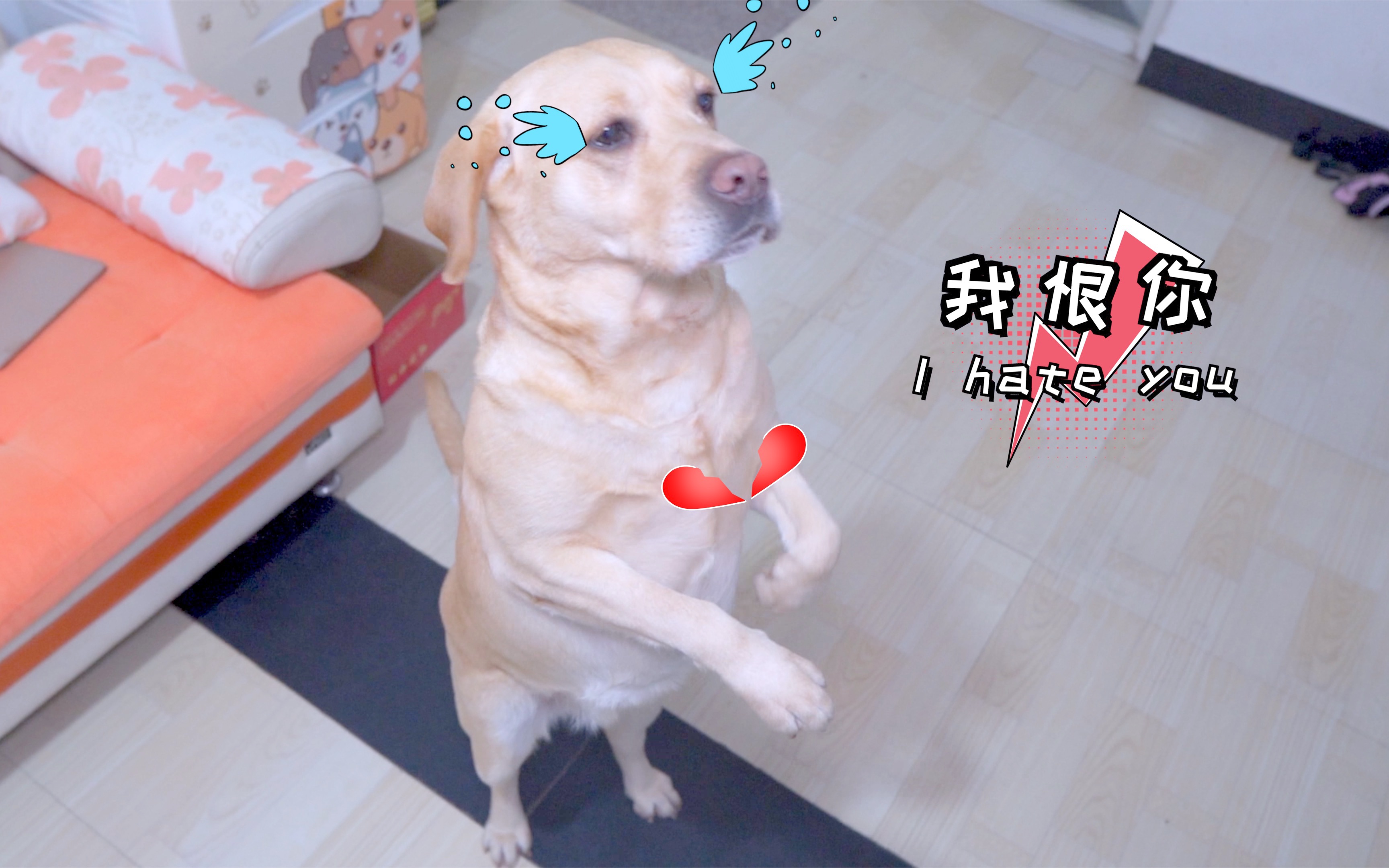当狗狗恨主人的时候，它有5种具体表现，发现了就速速改正吧！