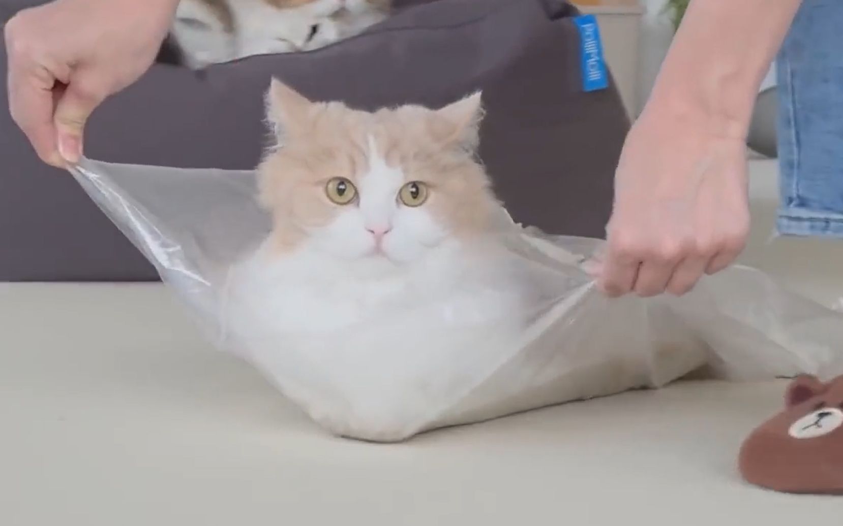 奶油家未解之谜:DD的奇怪爱好【奶油管家】