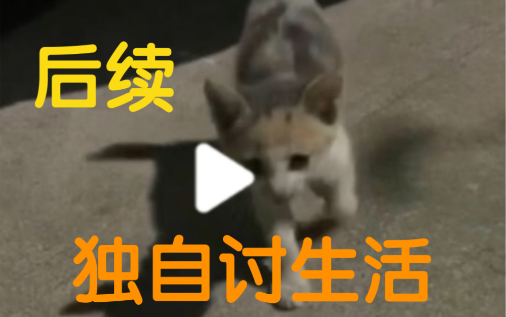 独自讨生活之迪士尼在逃公主猫后续