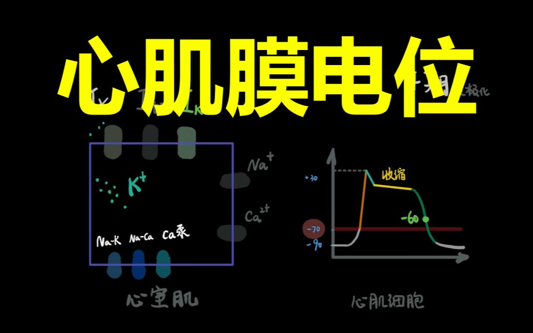 【生理三分钟】心肌膜电位:心肌动作电位长啥样?河豚毒素毒在哪里?...
