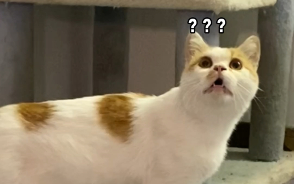 不敢相信,我又把流浪猫带回家了