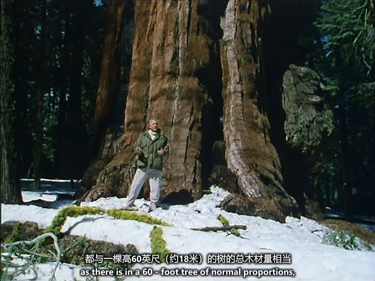 【纪录片片段】世界上最大(最重)的生物——巨杉