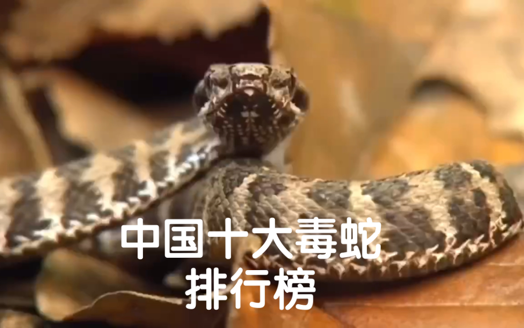 中国十大毒蛇排行榜,你见过几种?第一名一克毒液就能杀死1000人