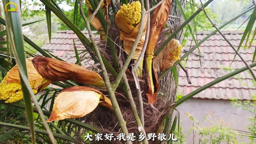 农村山上像鱼卵的棕树花,能预防脑梗、提高免疫力?认知下