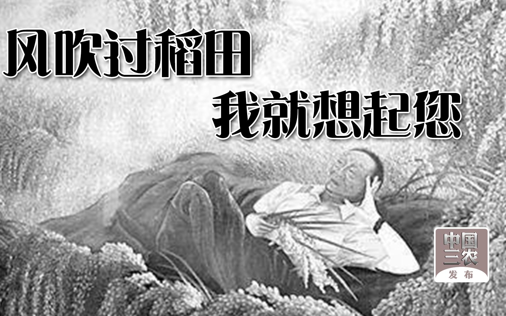 风吹过稻田,我就想起您