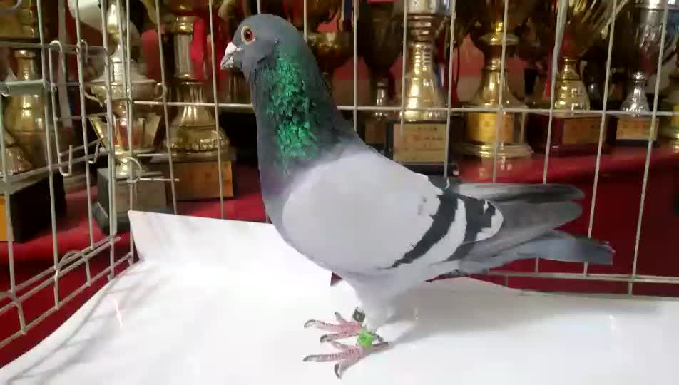 ...完500公里公棚特比环名家寄养棚处理带奖成绩名次鸽电话也是微信...