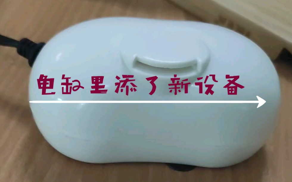【麝香龟】新设备低水位过滤器,养龟路上第一个坑ߕ�️