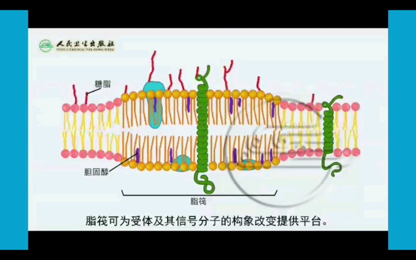 【细胞生物学】脂筏