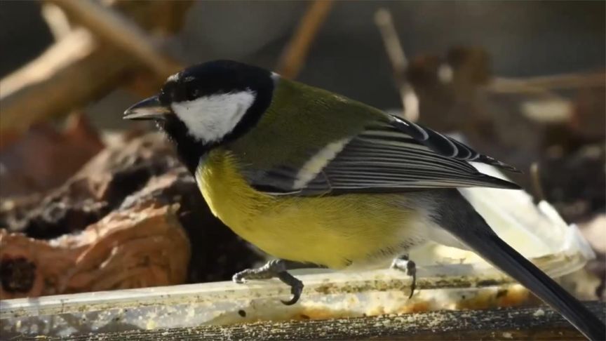 舒缓解压助眠,恰是妙玉门前栊翠庵中有十数株红梅