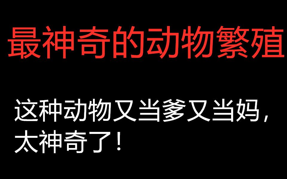 最神奇的动物繁殖,这种动物又当爹又当妈,太神奇了!