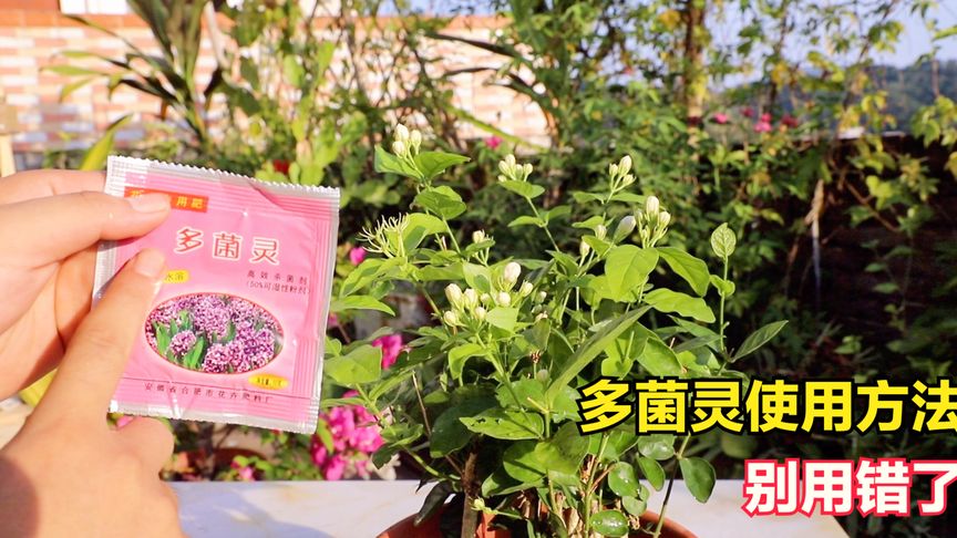 养花常见的“多菌灵”,使用方法选对了,效果翻几倍