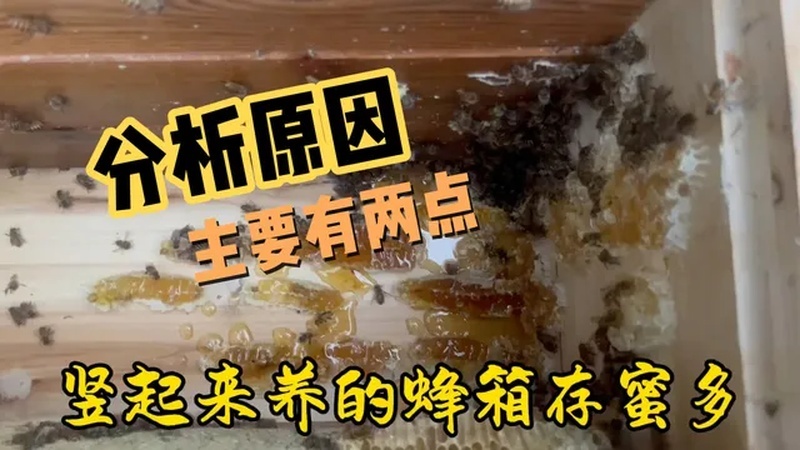 竖起来养的蜂群存蜜多,主要有2点原因,开箱干扰少和缺氧环境