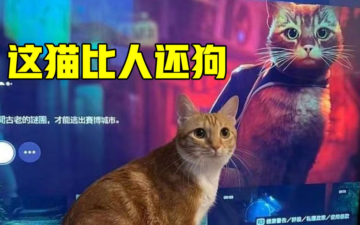 认真吐槽猫咪模拟器,没当过几年猫做不出这游戏_杂谈