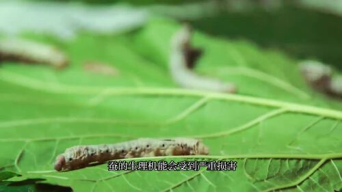 高温来袭!蚕宝宝能否挺过"烤"验?揭秘生存极限