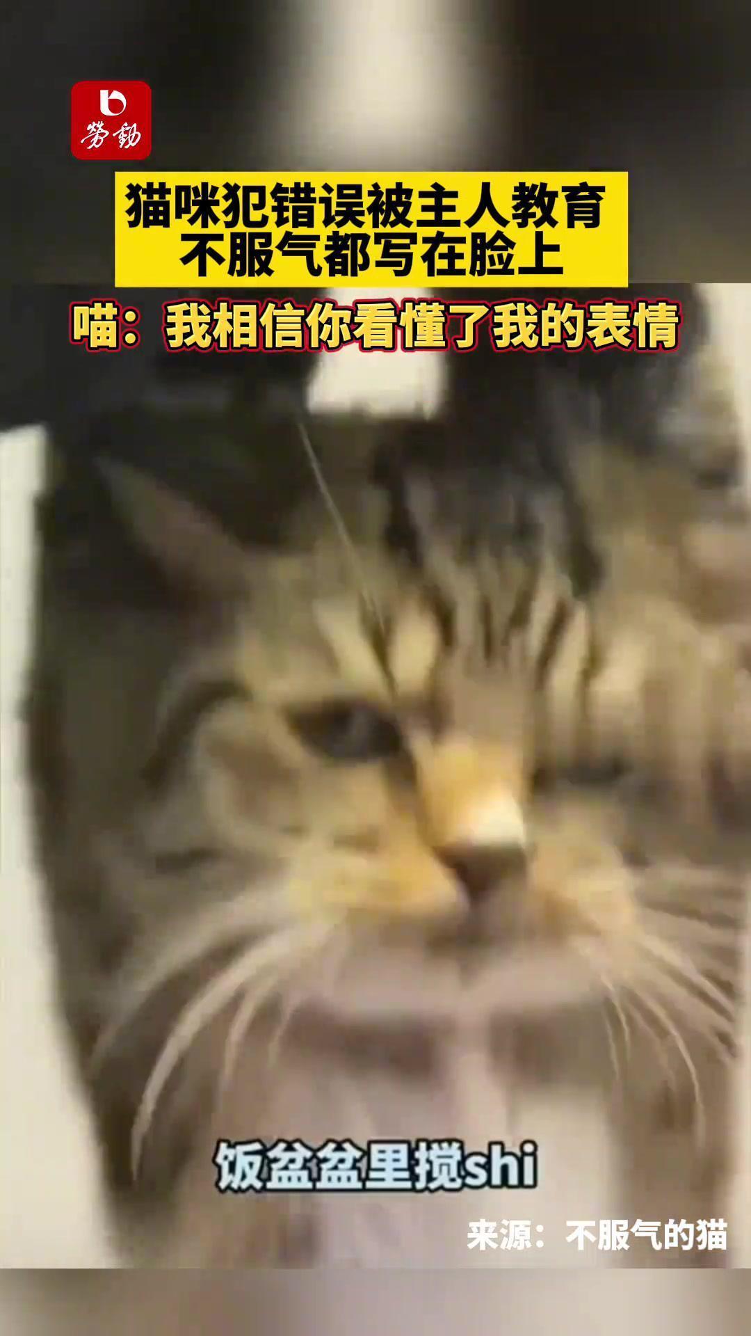 ...犯错误被主人教育,不服气都写在脸上。喵:我相信你看懂了我的表情。...