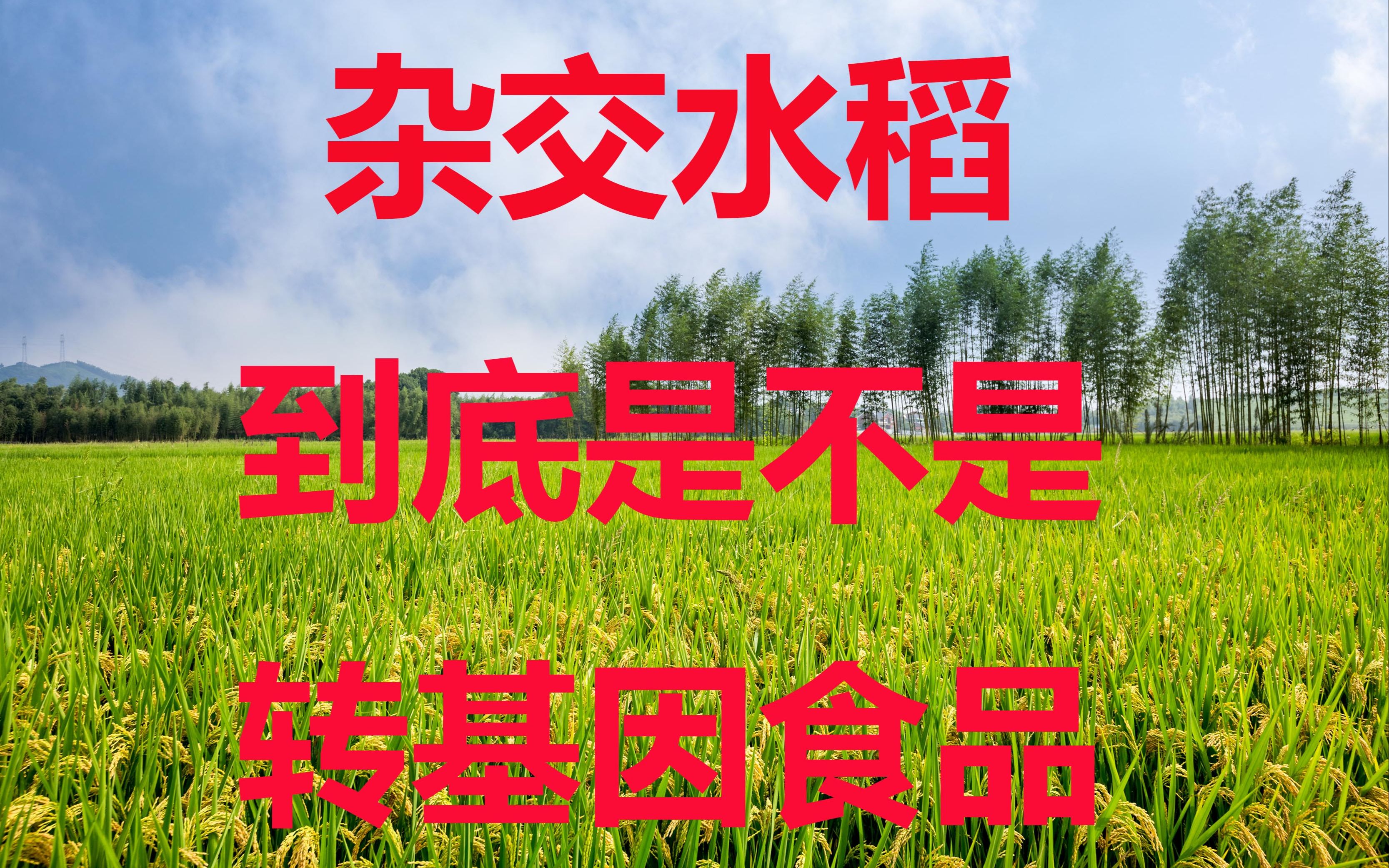 杂交水稻到底是不是转基因食品