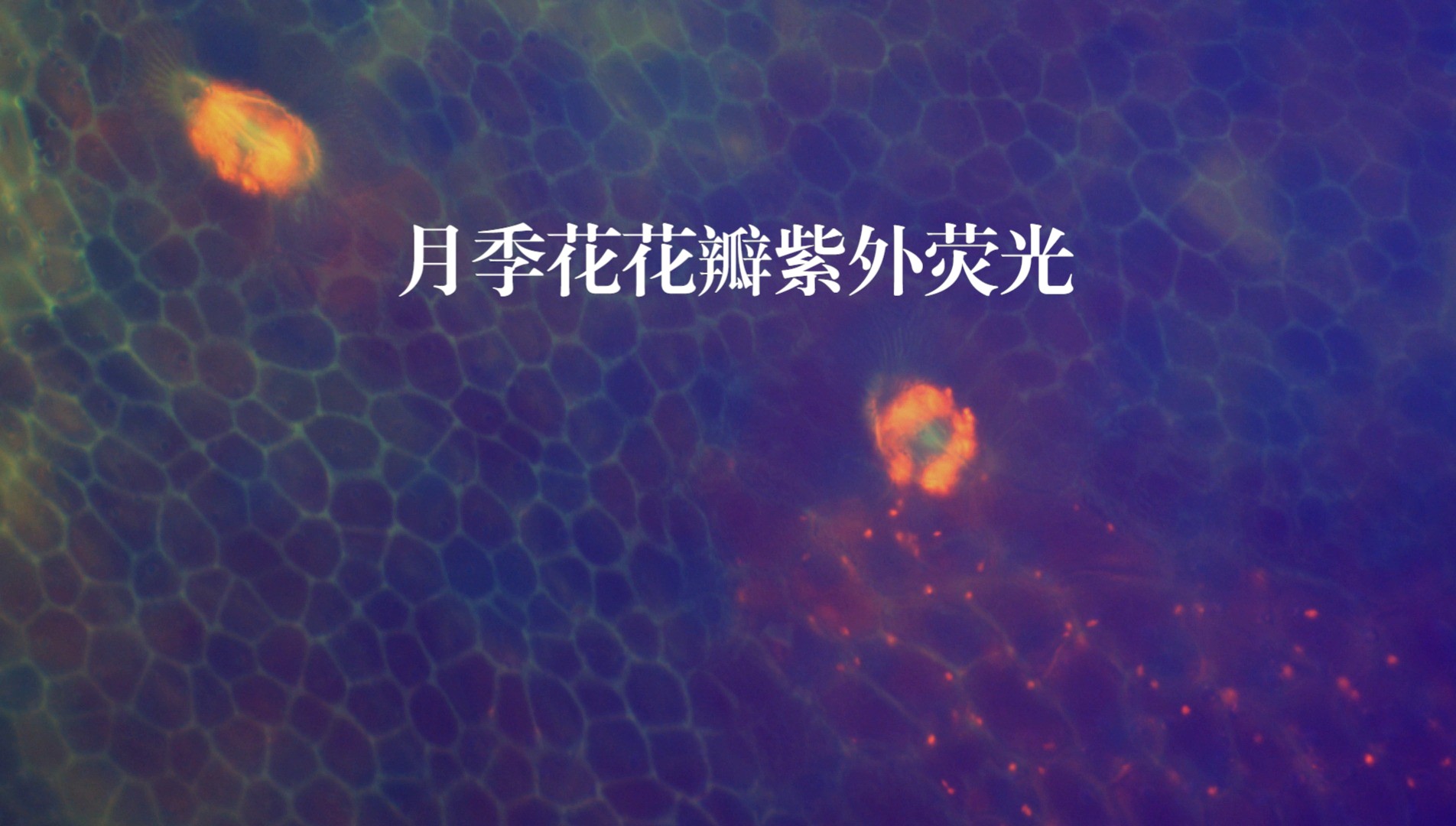 一次特殊的赏花--紫外荧光摄影