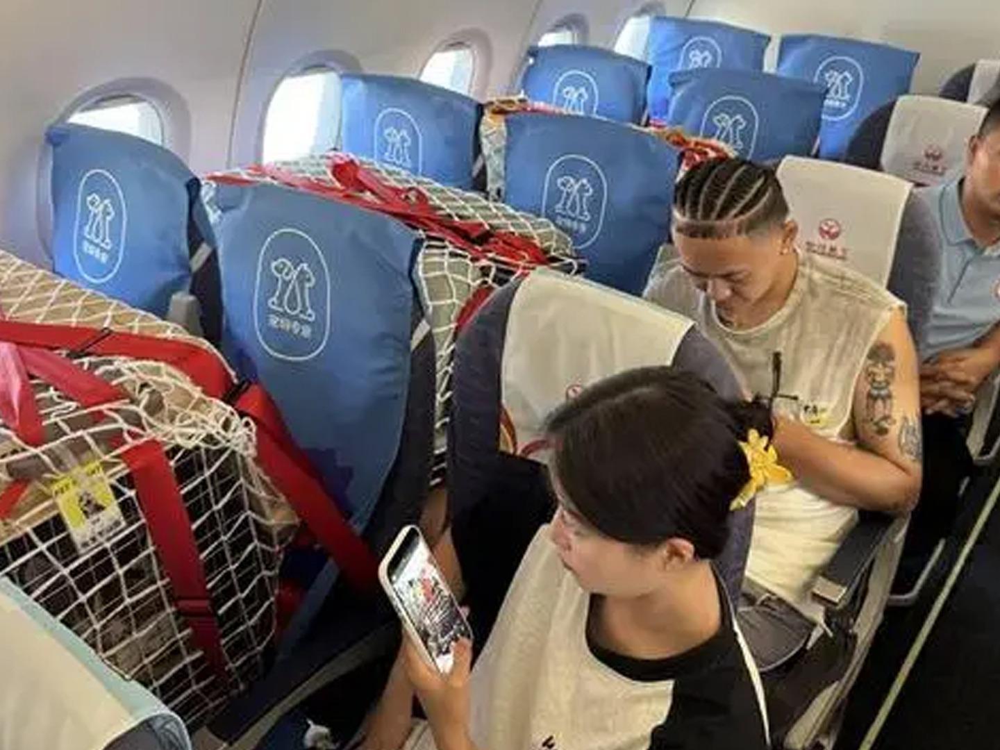 猫猫狗狗能陪我打飞的了!四川航空、祥鹏航空开启宠物进客舱服务