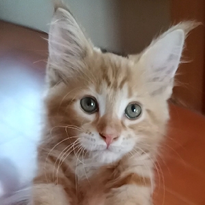 缅因猫虎子 