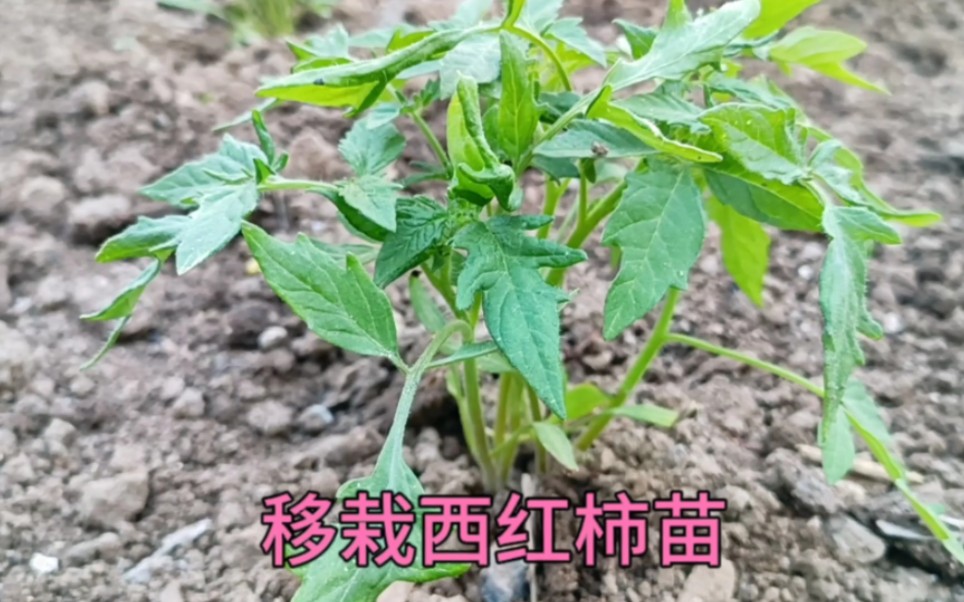 移栽西红柿,一个小技巧,西红柿成活率高缓苗快没病虫害产量高