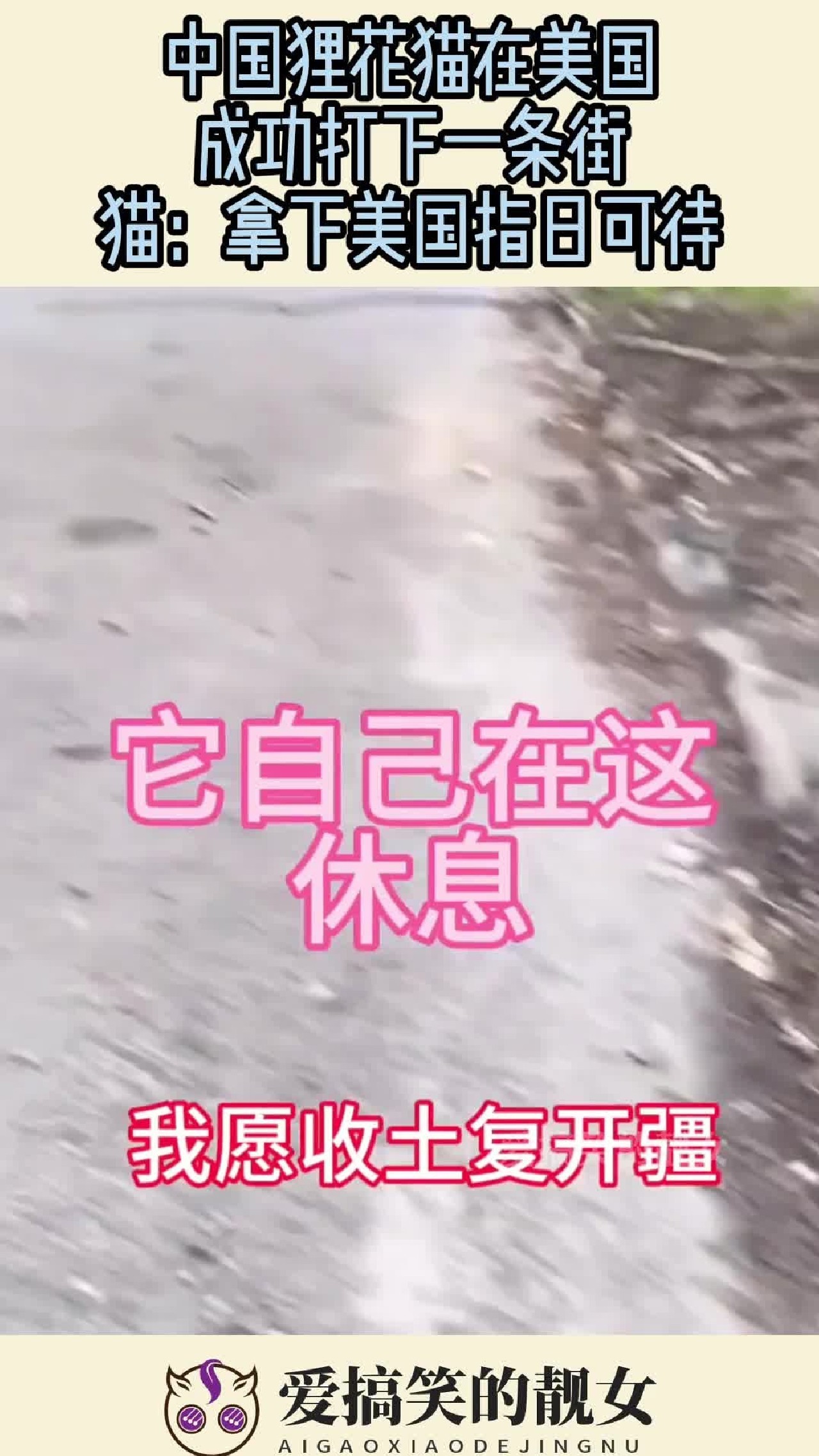 中国狸花猫在美国,成功打下一条街,猫:拿下美国指日可待!