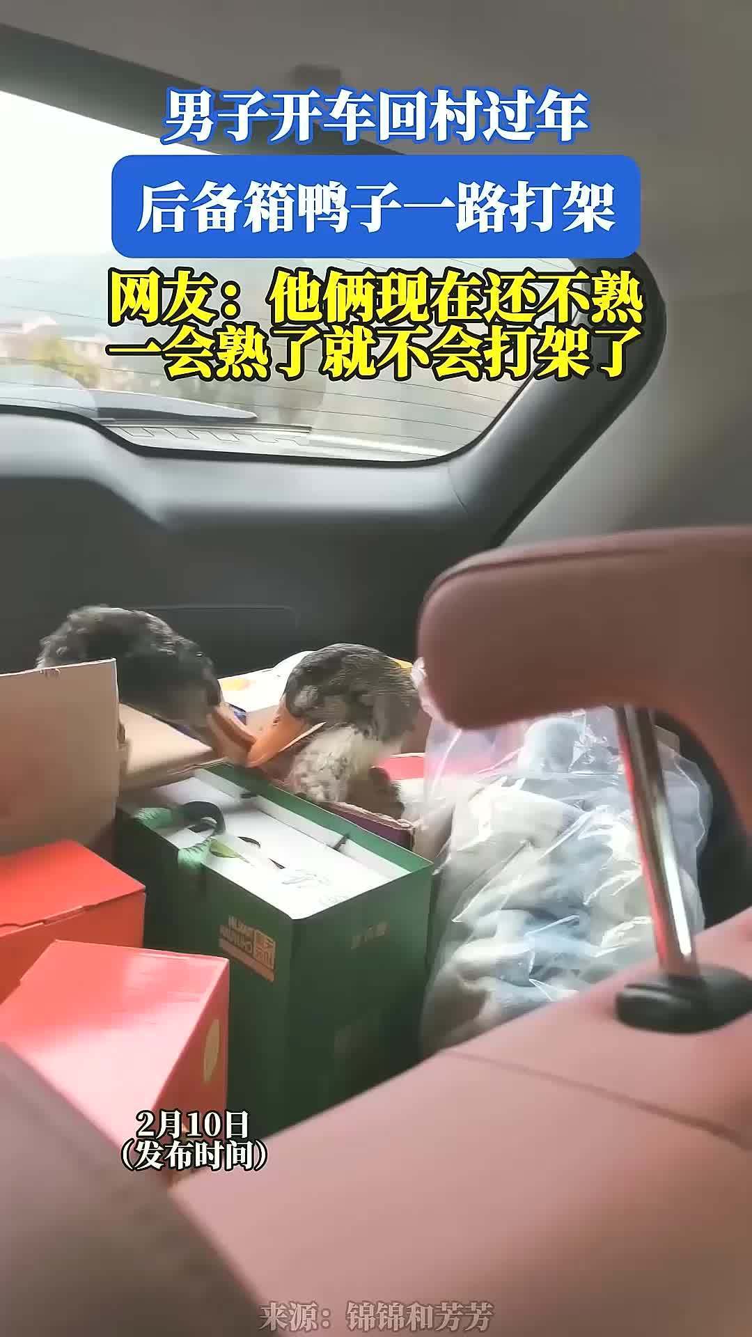 男子开车回村过年,后备箱鸭子一路打架