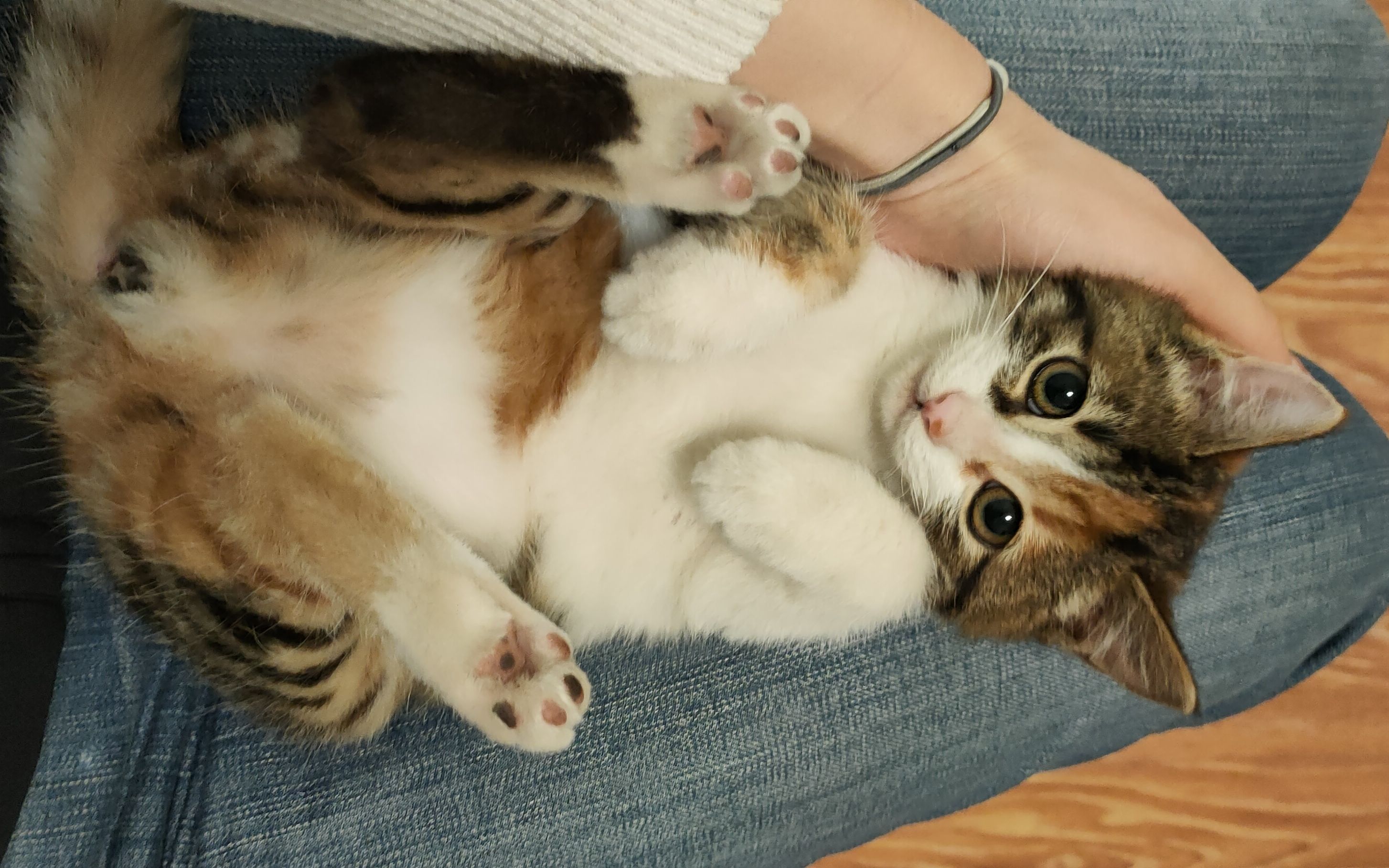 猛男必看!领养的流浪猫有冠状病毒,不离不弃积极治疗,招财三花猫降临