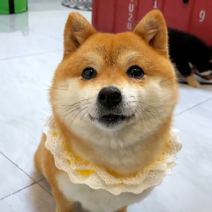 浮游生物才是人族仙祖 