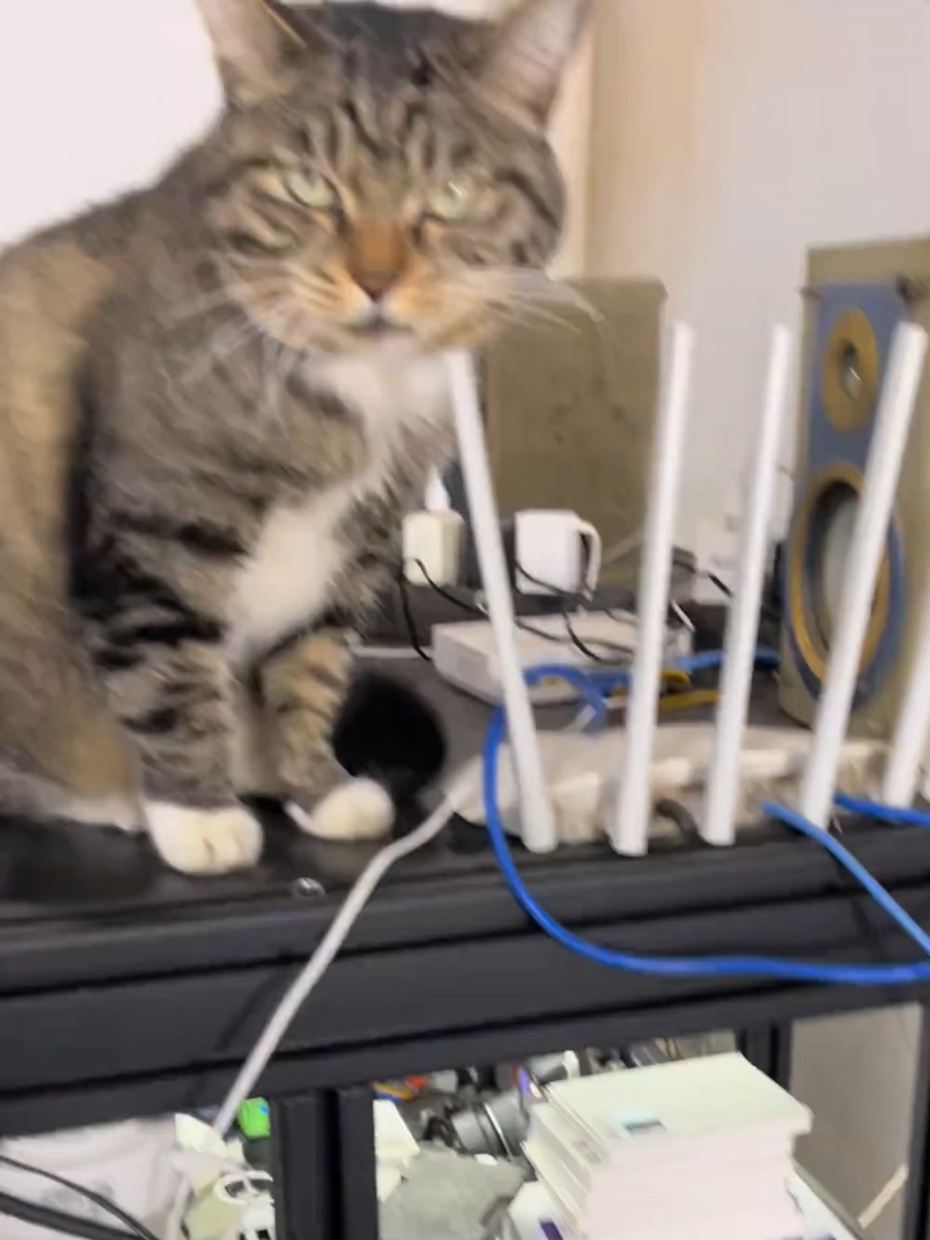 路由器出问题师傅说是"猫坏了",结果小伙看向了自己养的猫