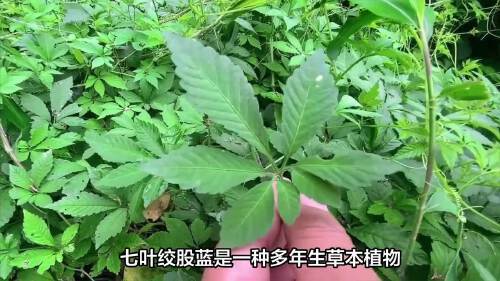 揭秘七叶绞股蓝:从幼苗到成熟的完整生长周期全记录