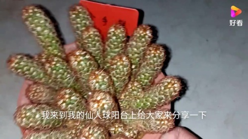 6463. 金手指的养护方法,太好看了!金灿灿的