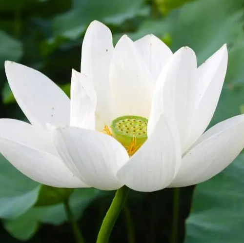 一叶梦菩提 