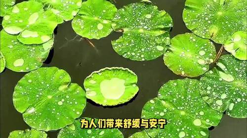 荷叶的作用与功效