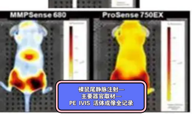 裸鼠尾静脉注射—主要器官解剖取材—PE IVIS 活体成像全记录