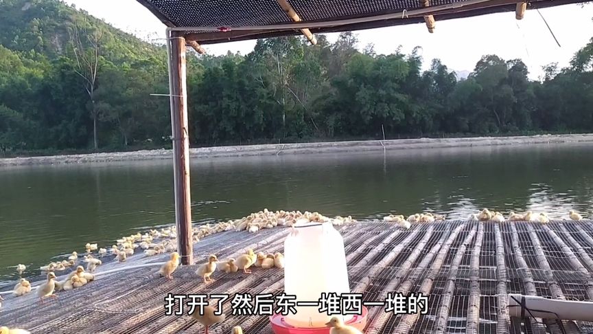 完整记录鸭子成长周期,第四天