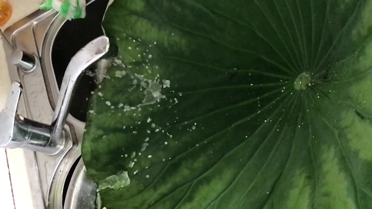 (慢镜头)水滴在荷叶滴落