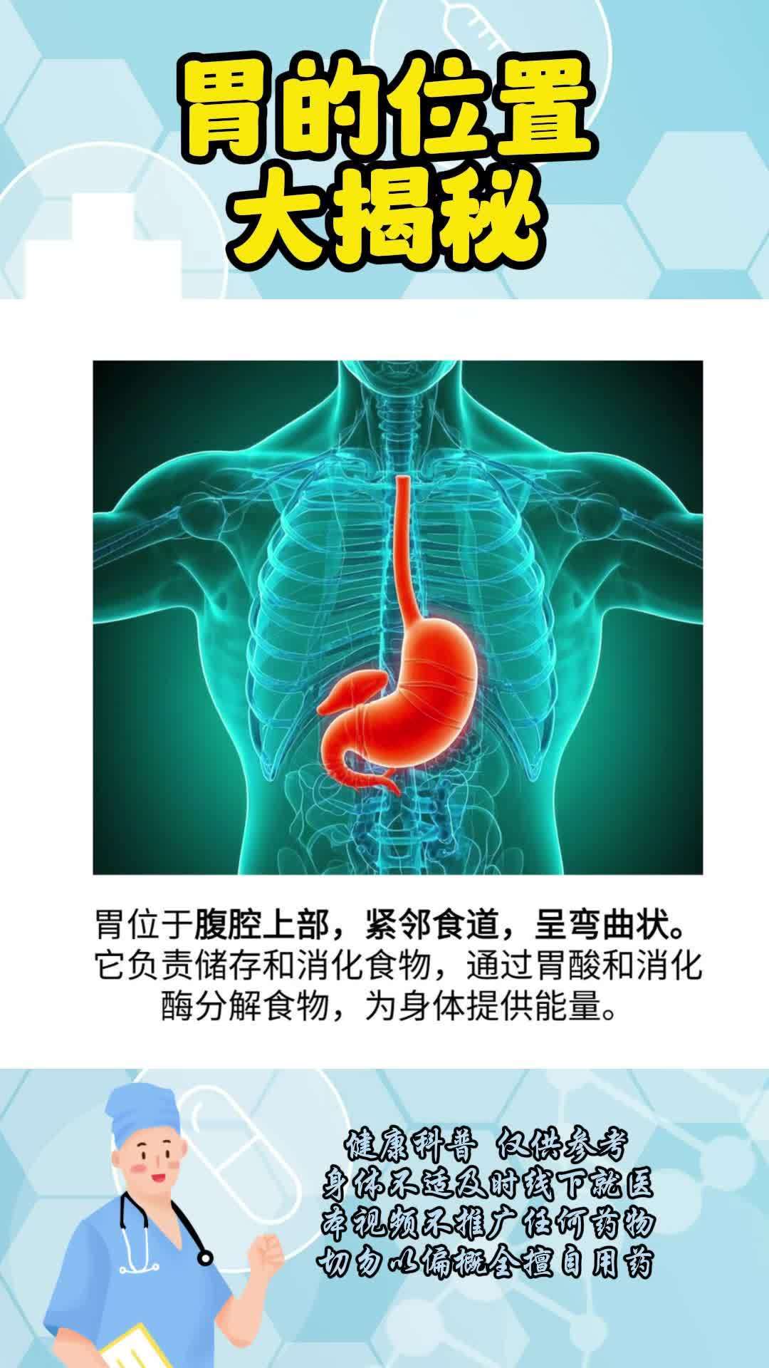 胃的位置大揭秘,一张图让你秒懂!