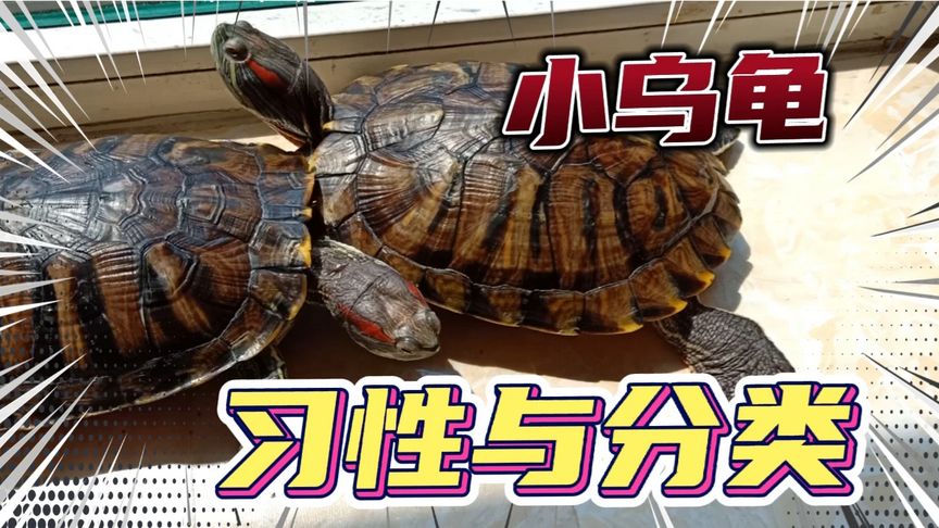 你了解乌龟的生活习性么?变温、杂食、光照、休眠等…