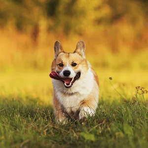 CC丶gargerhy是单身狗 
