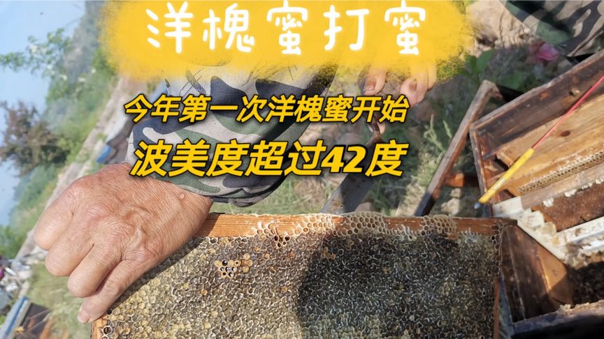 今年的第一次洋槐蜜,波美度超过四十二度,关于洋槐蜜你了解多少