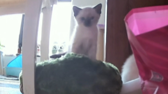 猫咪返老还童的秘籍!