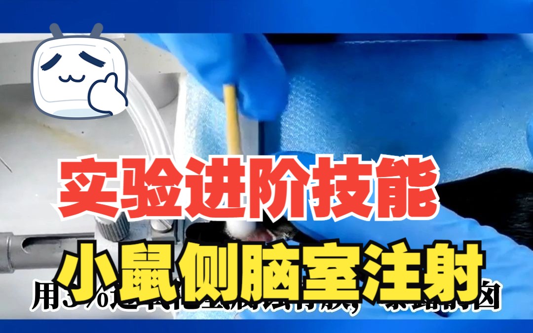 进阶技能:小鼠侧脑室注射完整操作指南!